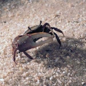 Best Baits for Sheepshead: How to Catch and Rig