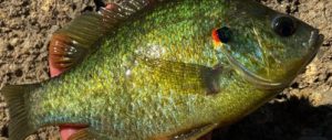 Top Texas Fish Species and Where to Catch Them