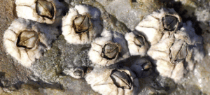 Best Baits for Sheepshead: How to Catch and Rig