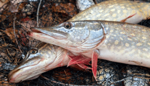 6 Strange Fish With Overbite and Dangerous Teeth