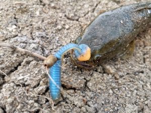 Best Snakehead Lures and Baits - FishermansAuthority.com