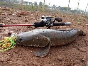 Best Snakehead Lures and Baits - FishermansAuthority.com