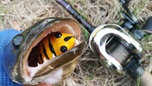 Best Snakehead Lures and Baits - FishermansAuthority.com