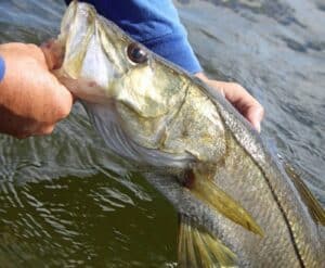 The Ultimate Guide To Surf Fishing Florida Gulf Coast