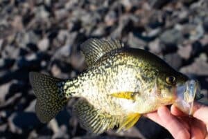 Best Fish to Eat in Florida - FishermansAuthority.com