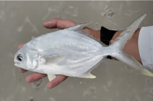 Best Fish to Eat in Florida - FishermansAuthority.com