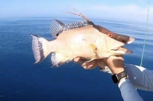 Best Fish to Eat in Florida - FishermansAuthority.com