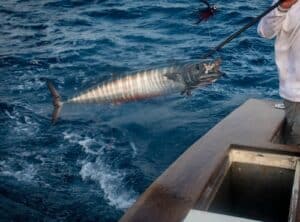 Best Fish to Eat in Florida - FishermansAuthority.com