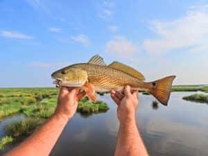 Redfish Fishing: How To Catch Redfish (Red Drum)