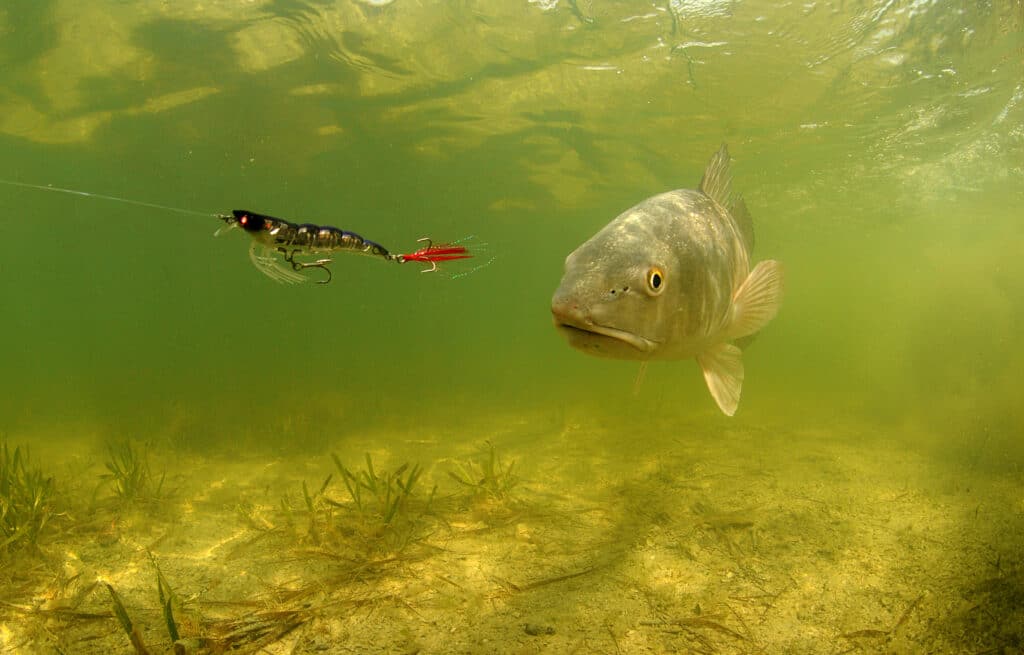 Redfish Fishing: How To Catch Redfish (Red Drum)