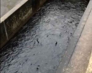 Steelhead Fishing 101: How To Catch Steelhead Trout ...